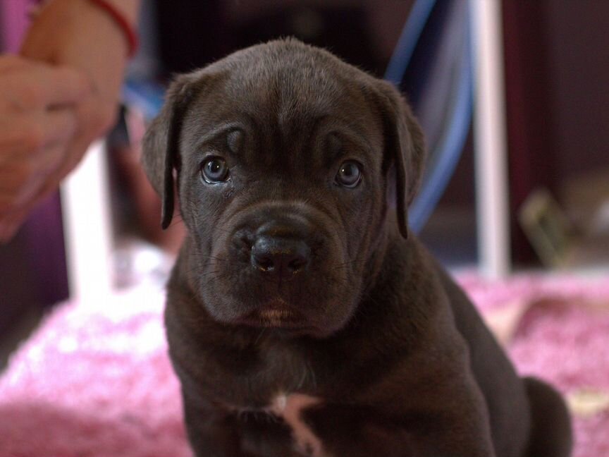 Щенки кане корсо серого окраса