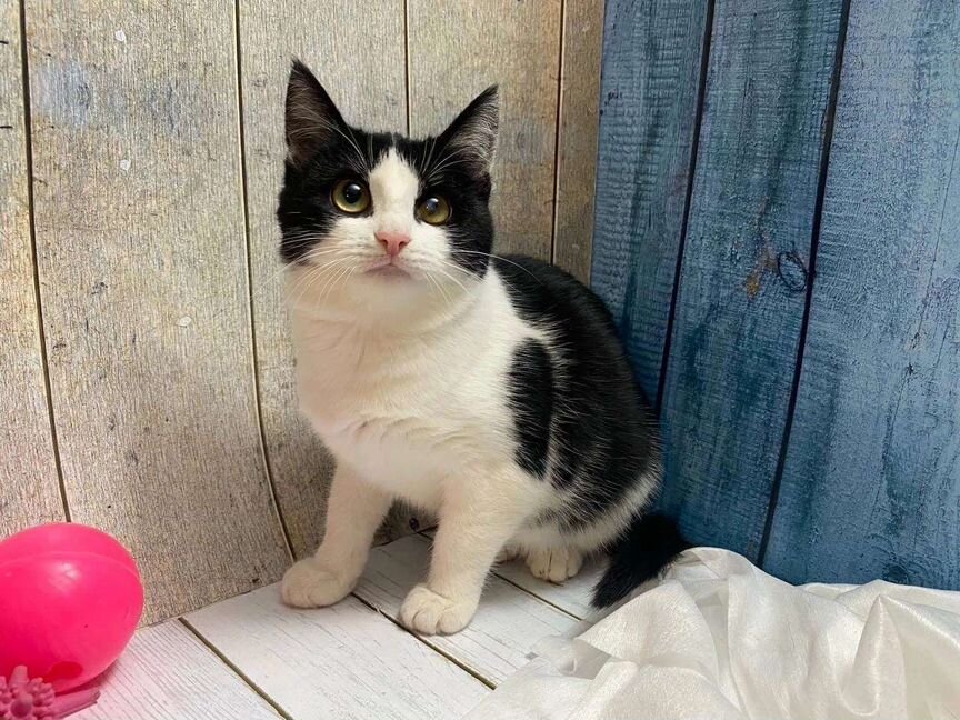 Кошка в дар