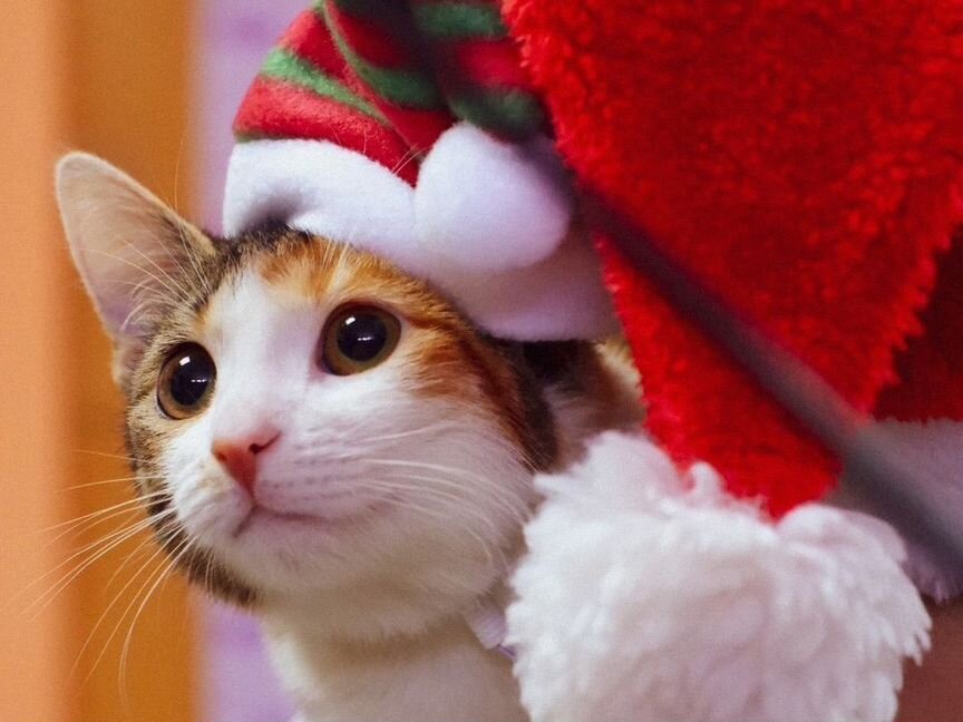 Трехцветный белый милый котенок ищет дом