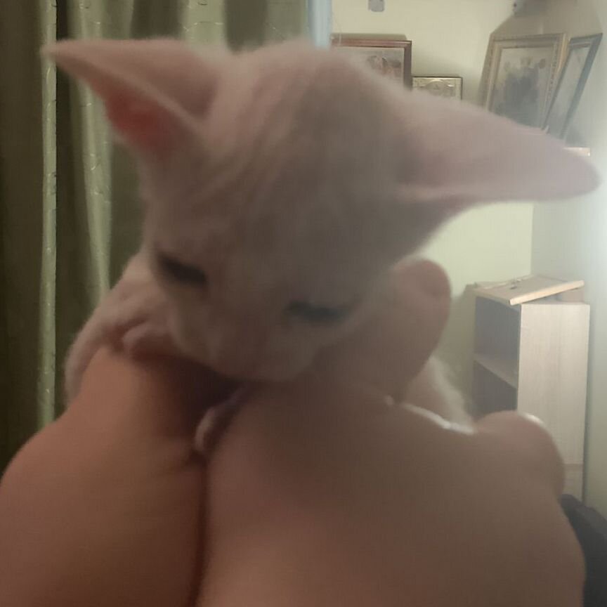 Донской сфинкс котята
