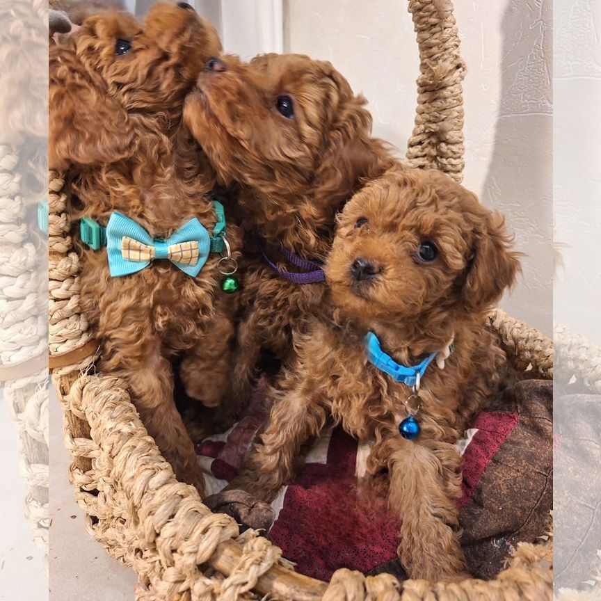 Той-пудель, щенок