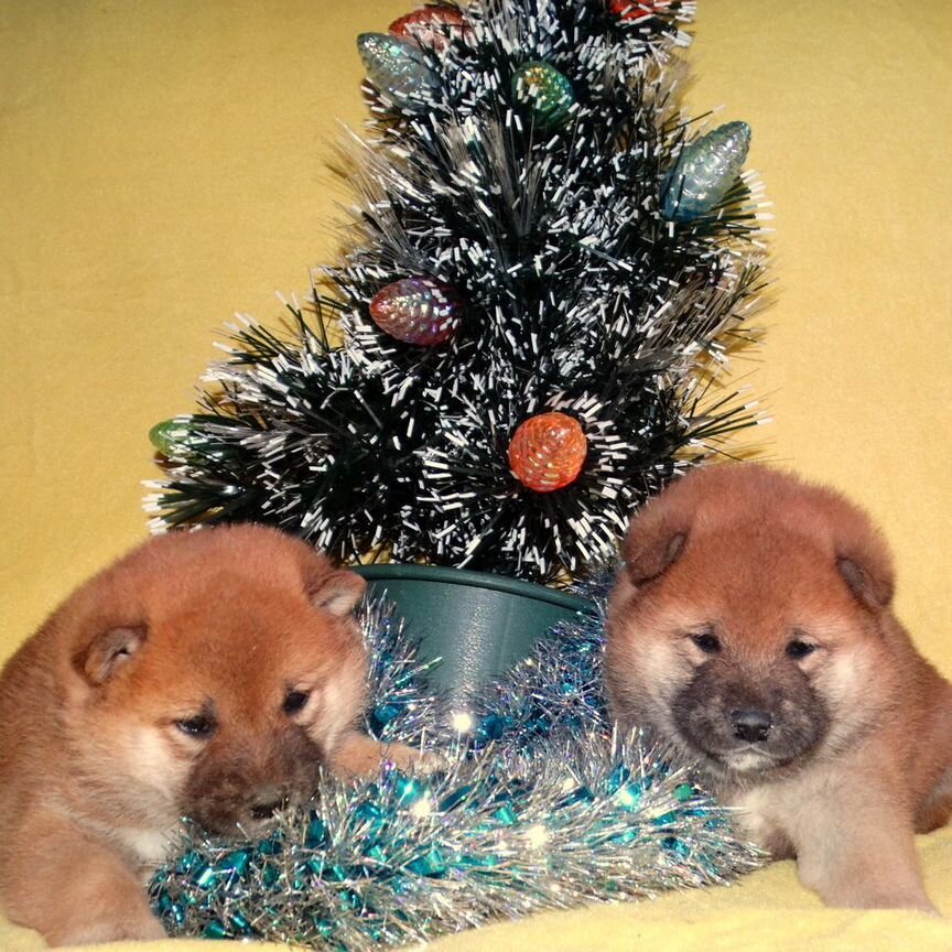 Сиба-ину, щенок