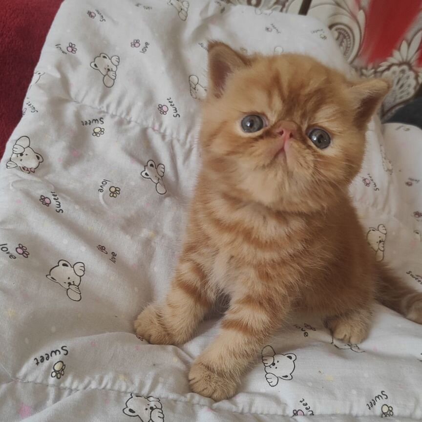 Котенок экзот