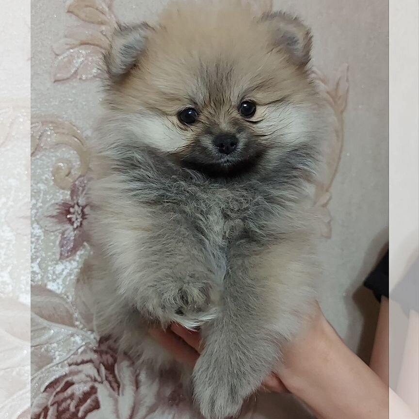 Померанский шпиц, щенок