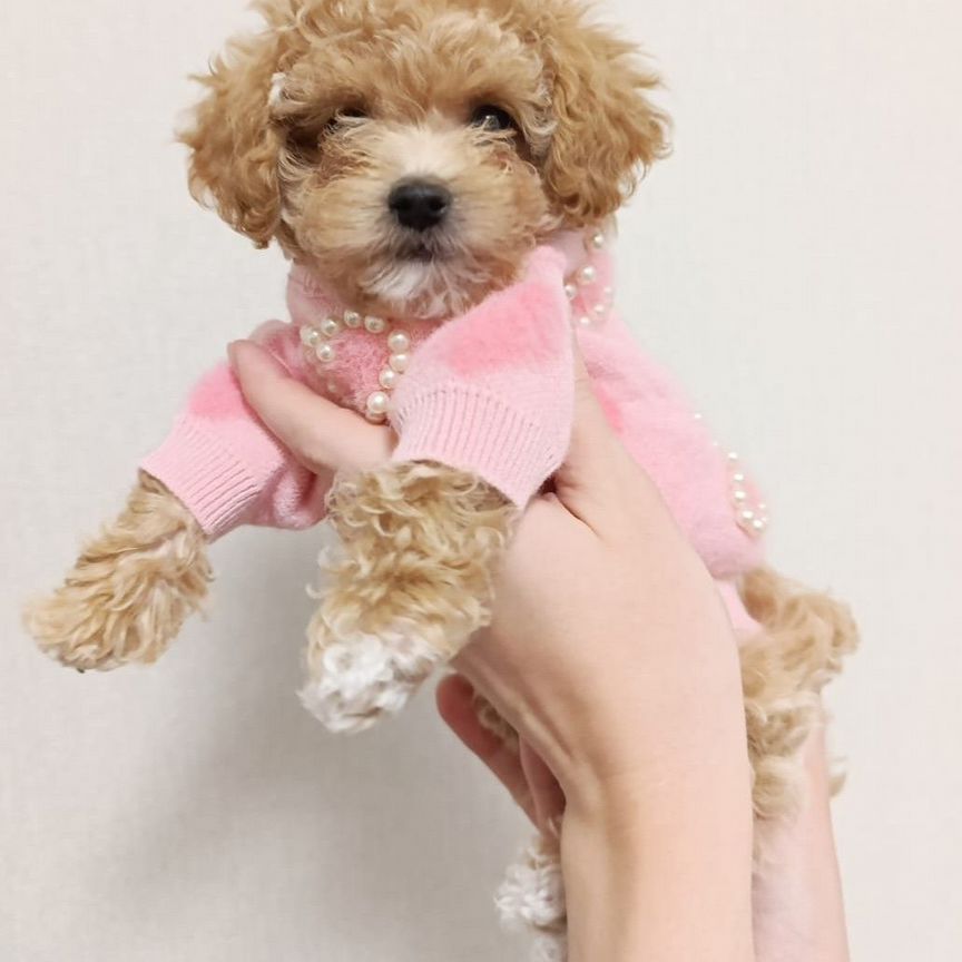 Кроха мальтипу Тедди