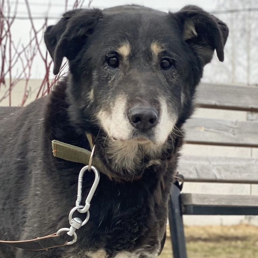 Взрослый пёс в добрые руки