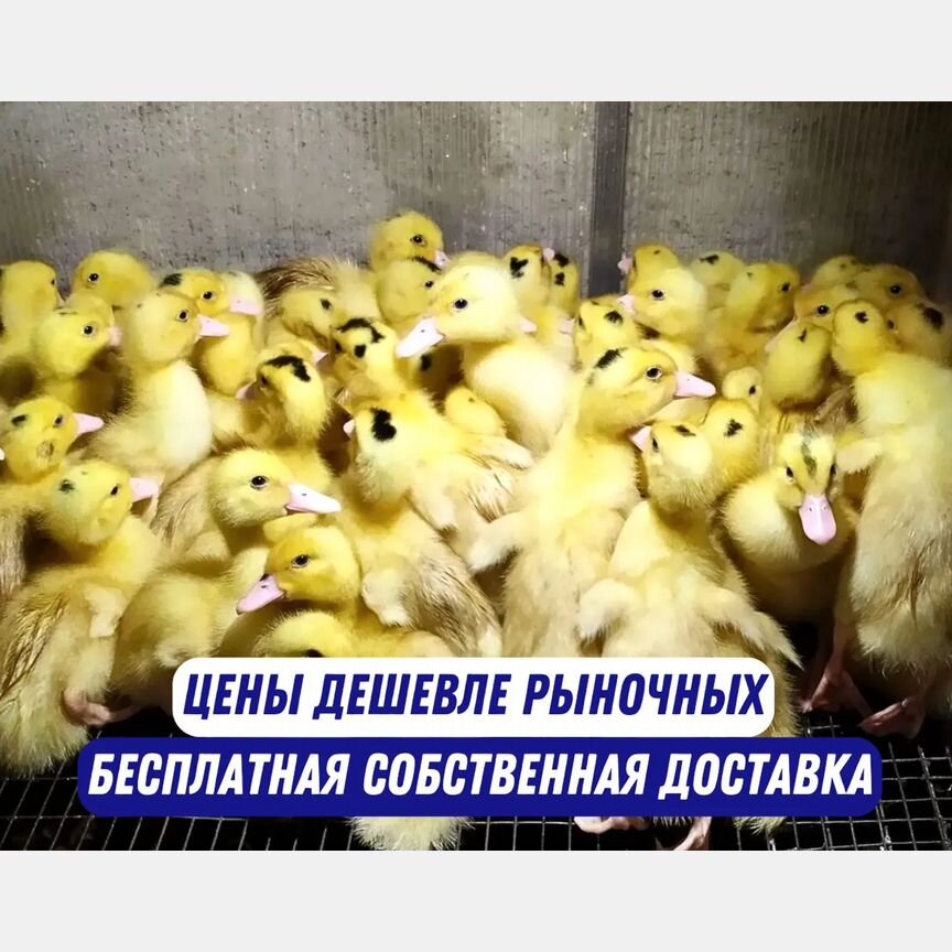 Утята оптом от 50 штук доставка бесплатная