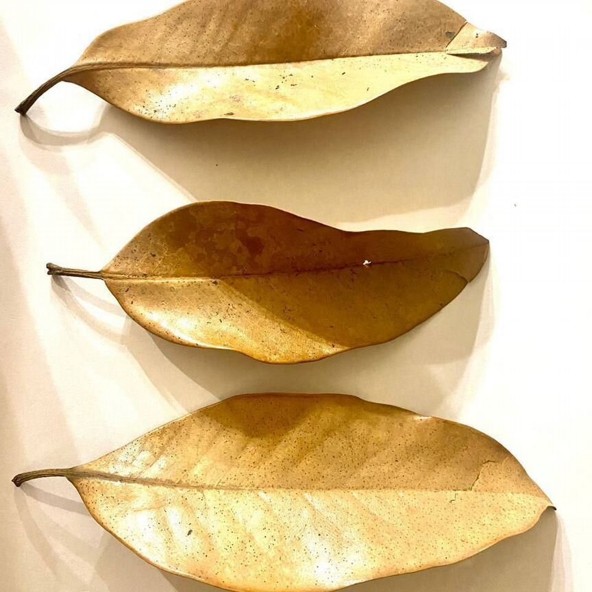 Листья магнолии сушеные