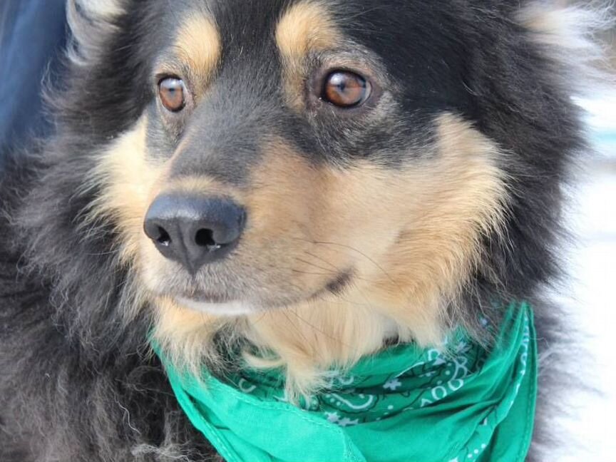 Пес Джин в добрые руки