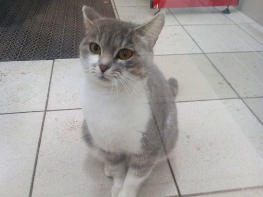 Симпатичная молодая кошечка осталась без дома