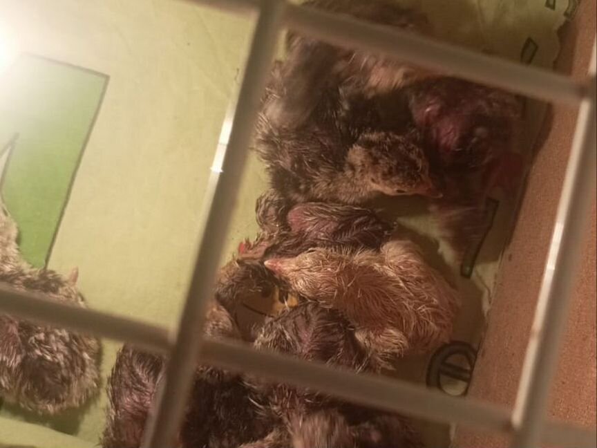 Цыплята индюшата