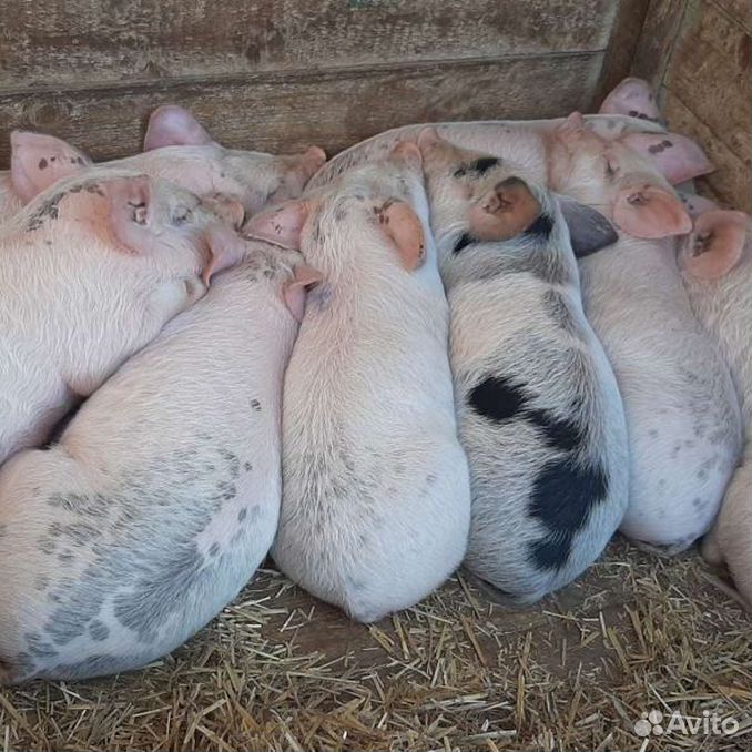 Продам поросят 1,5 месяца