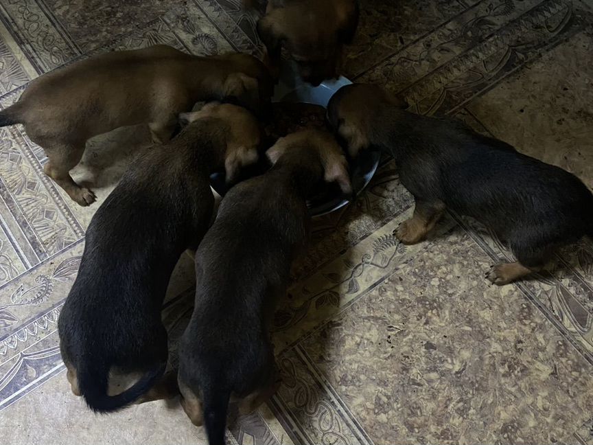 Щенки метисы