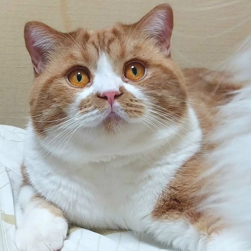 Шотландская прямоухая короткошёрстная кошка, взрослая