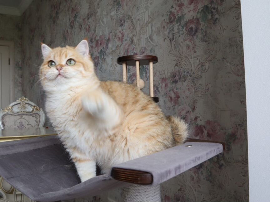 Британские котята золотая шиншилла, 8м