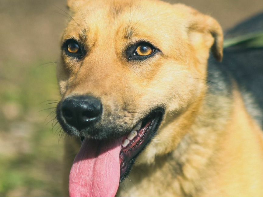 Молодой собаке плохо в приюте