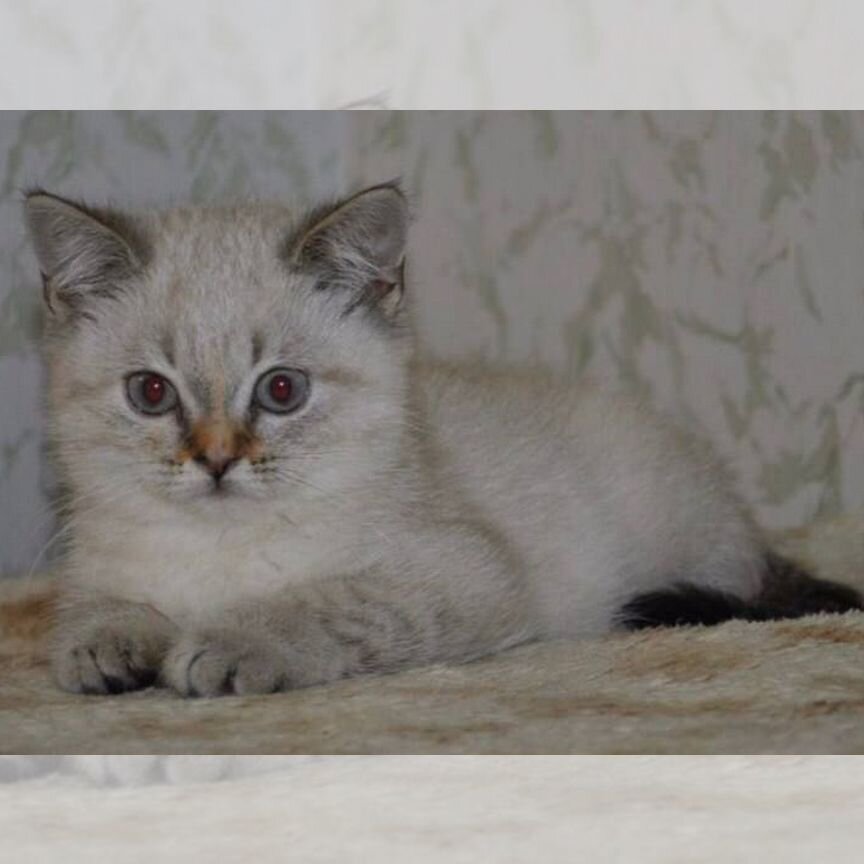 Британский короткошёрстный котёнок
