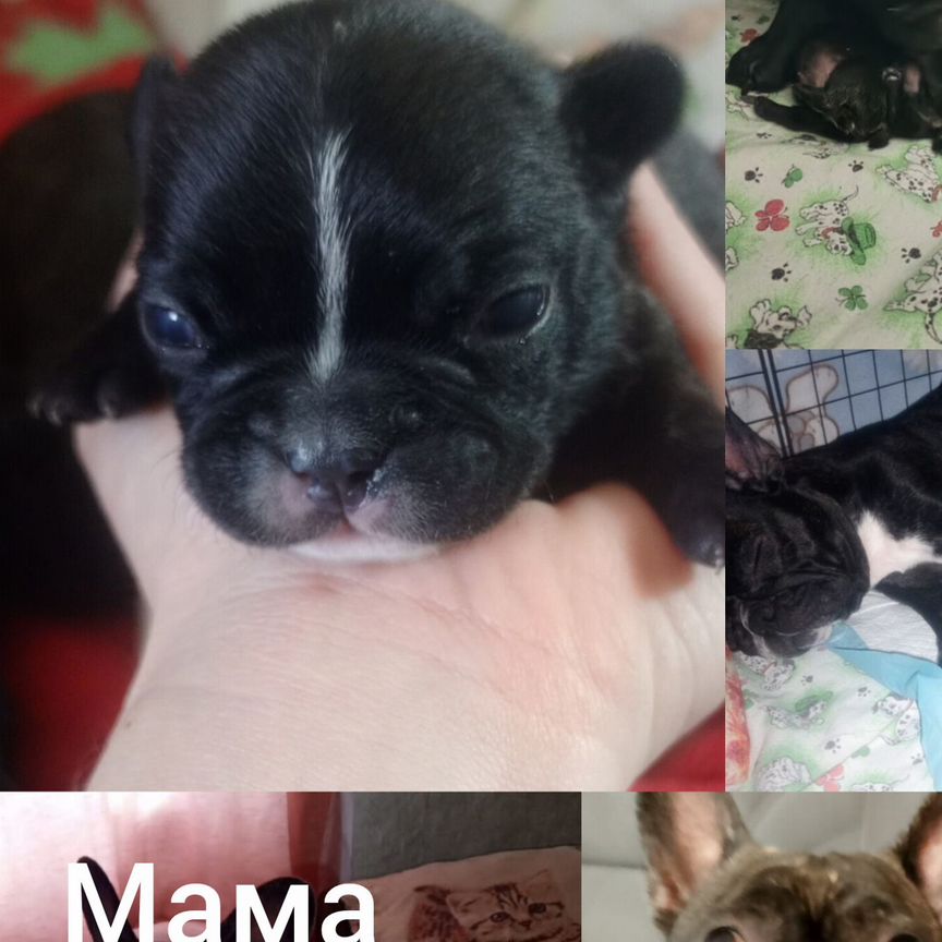 Французский бульдог, щенок