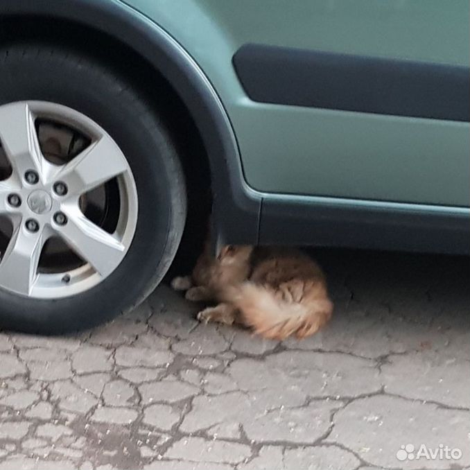 Выброшенному котику нужен дом или помощь