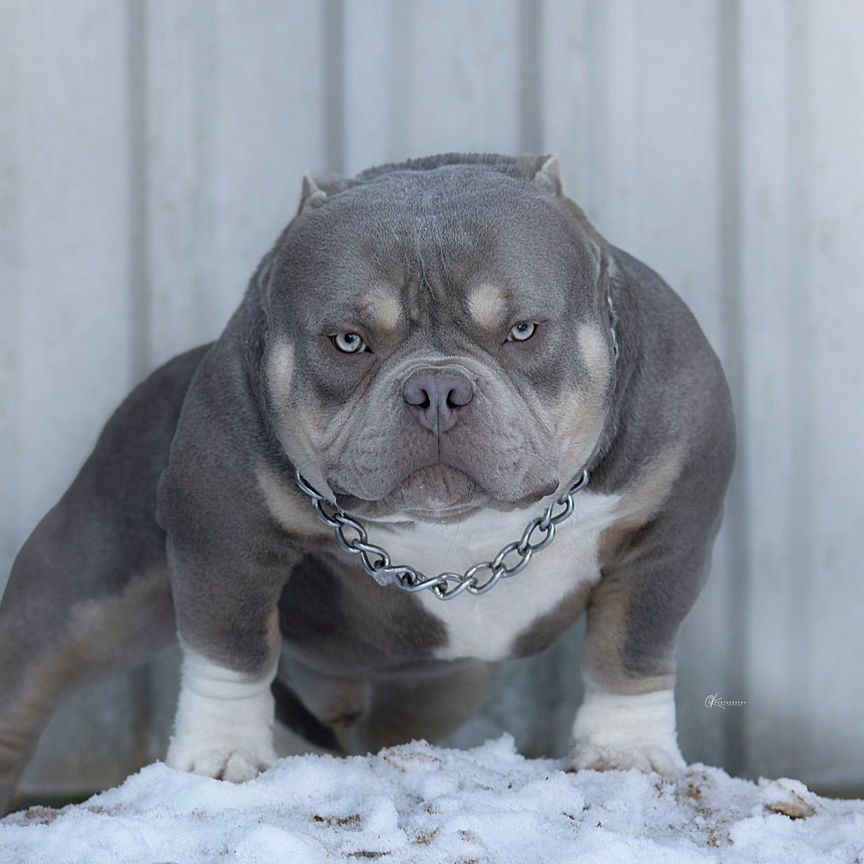 Американский булли вязка