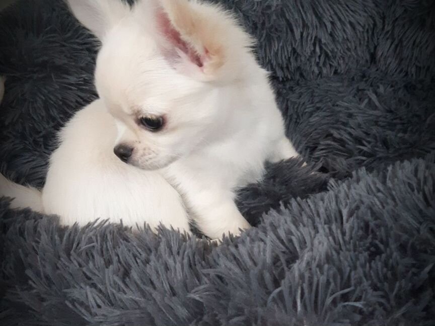 Щенки чихуахуа