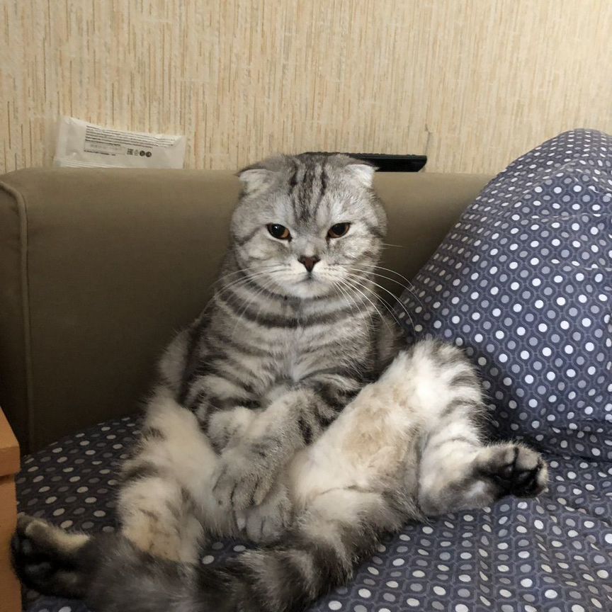 Шотландская вислоухая