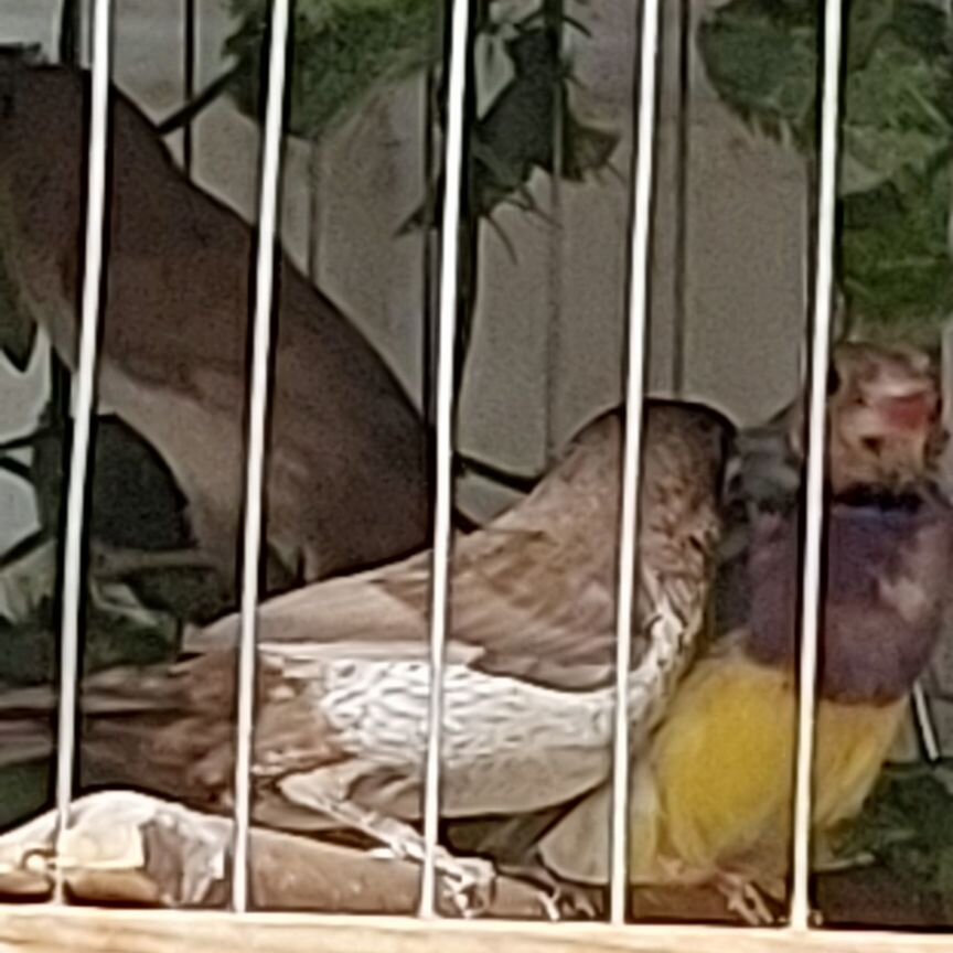 Японские амадины