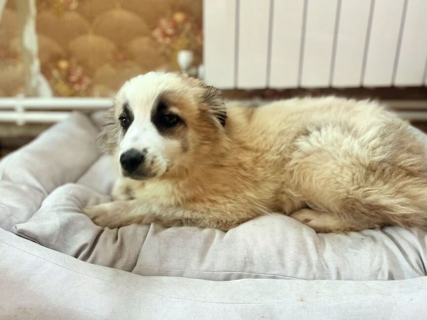 Небольшая собачка щенокищет дом