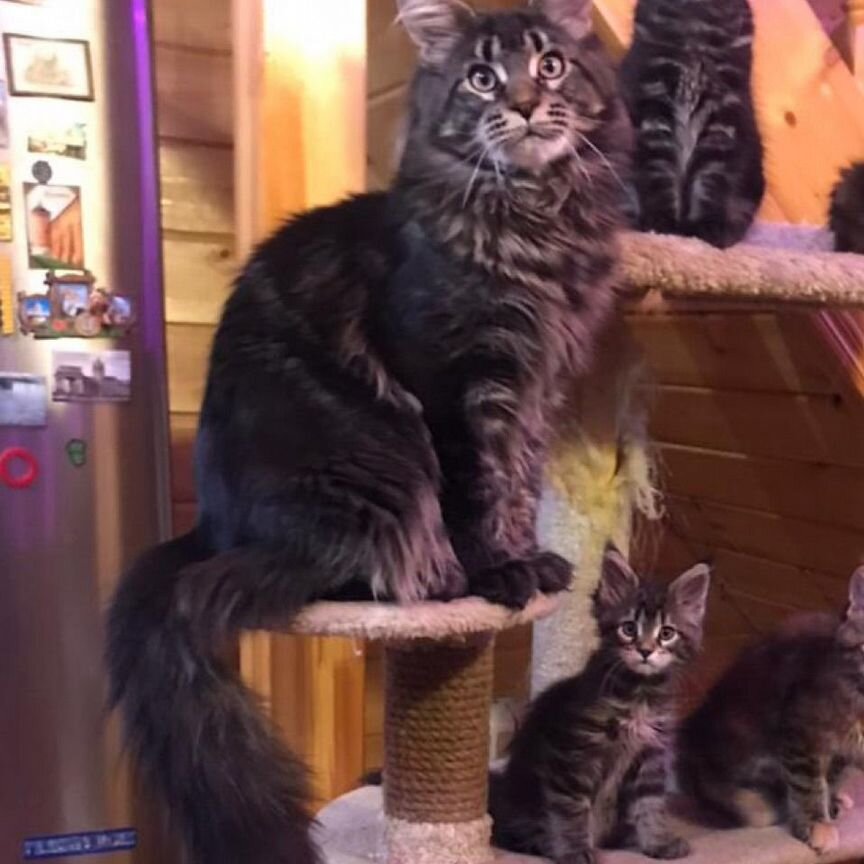 Крупный котенок мейн-кун