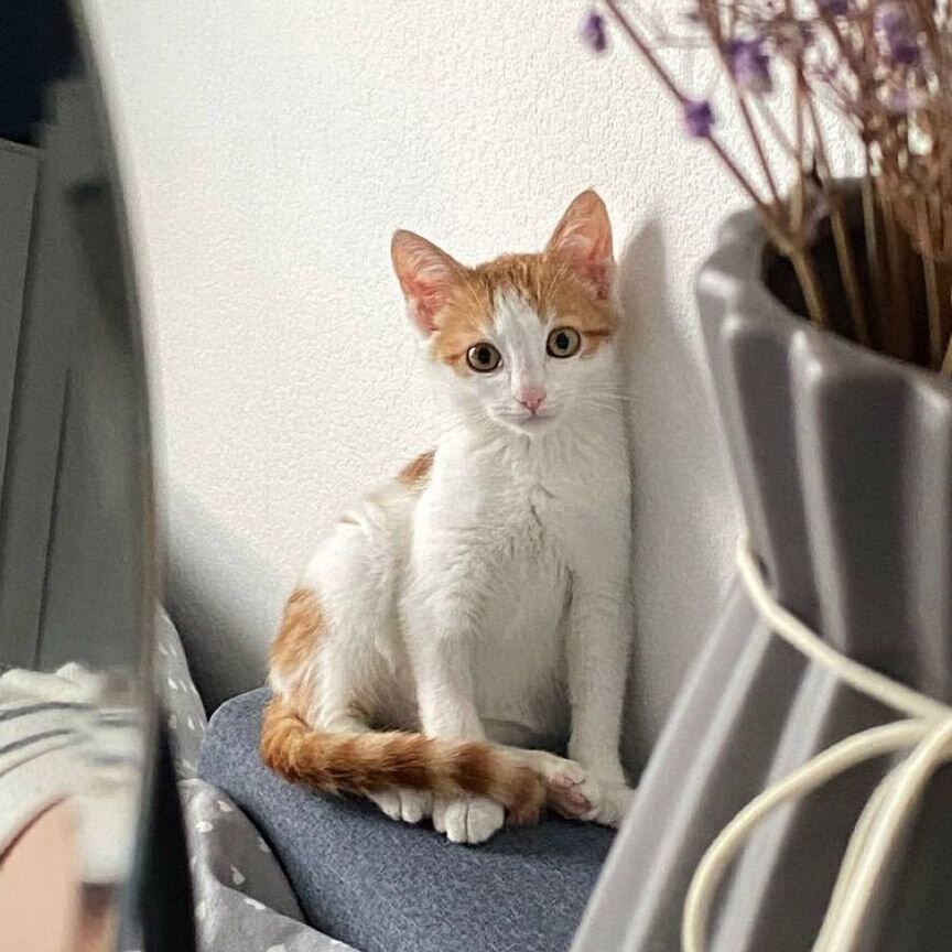 Рыжий котенок мальчик ищет дом