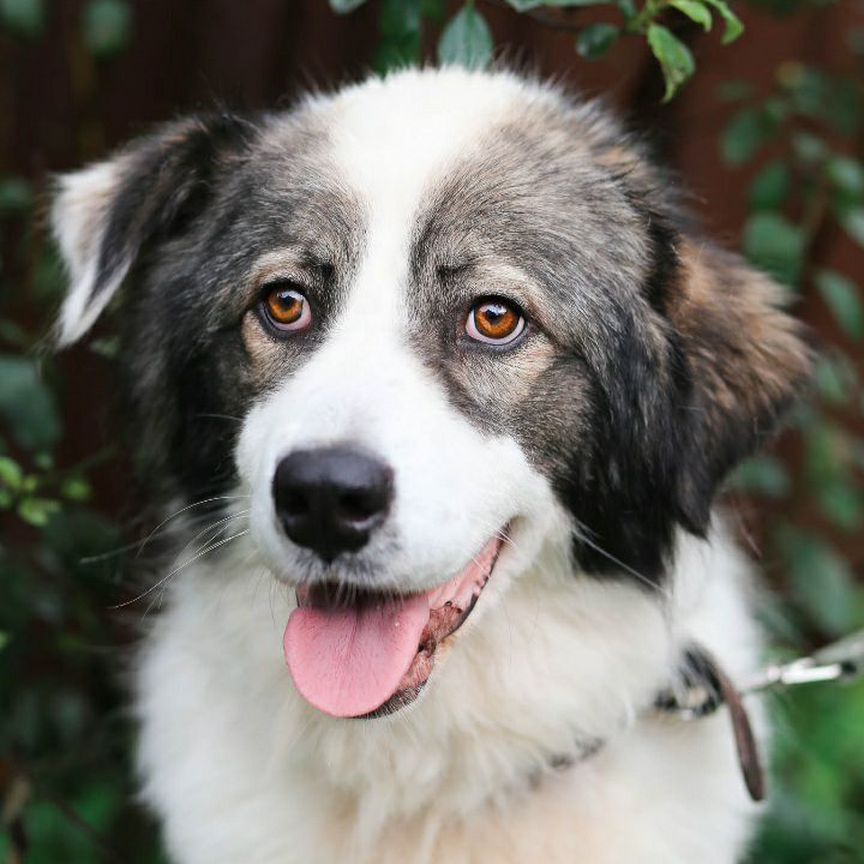 Ричард в добрые руки