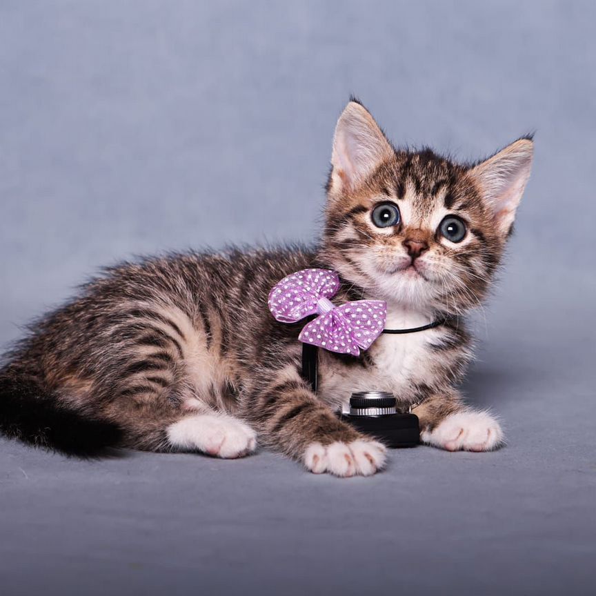 Котенок Пирожок в поисках семьи