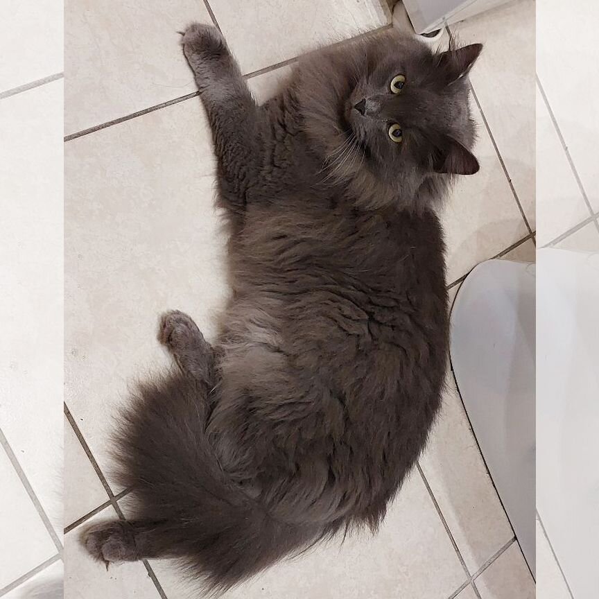 Русский голубой кот, взрослый