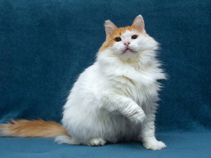 Большой плюшевый кот