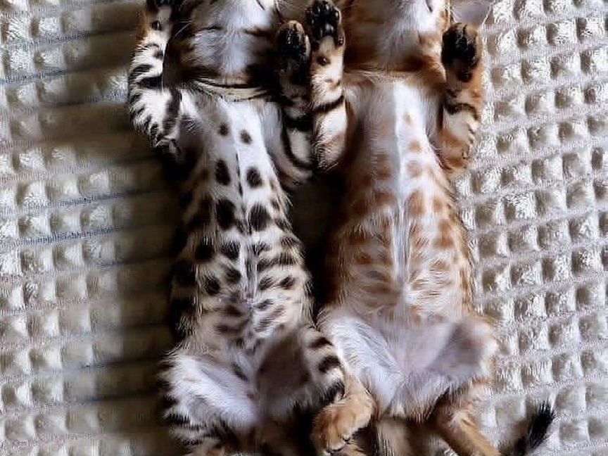 Бенгальские котята