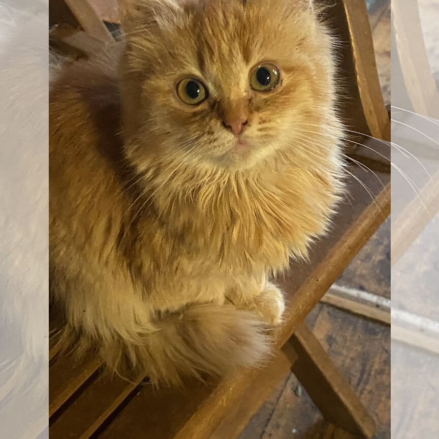 Персидский котёнок