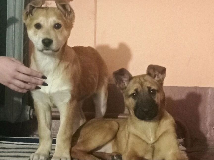 Собака в добрые руки