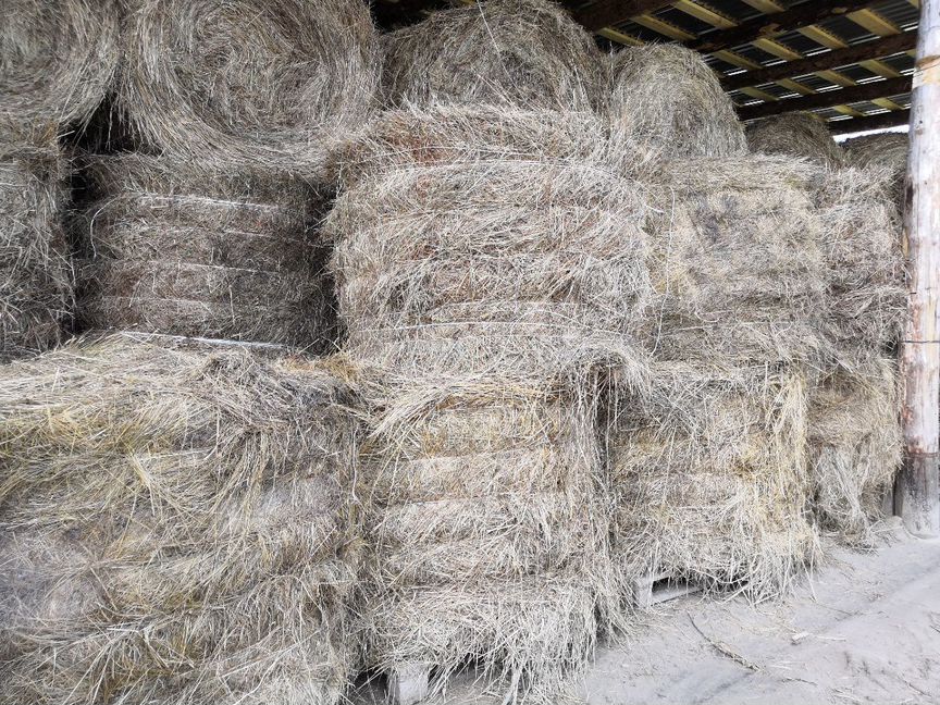 Сено нового урожая