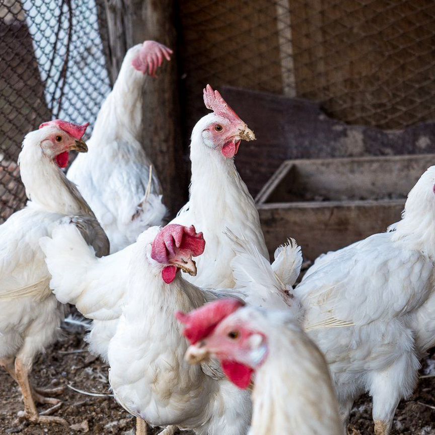 Куры и петухи