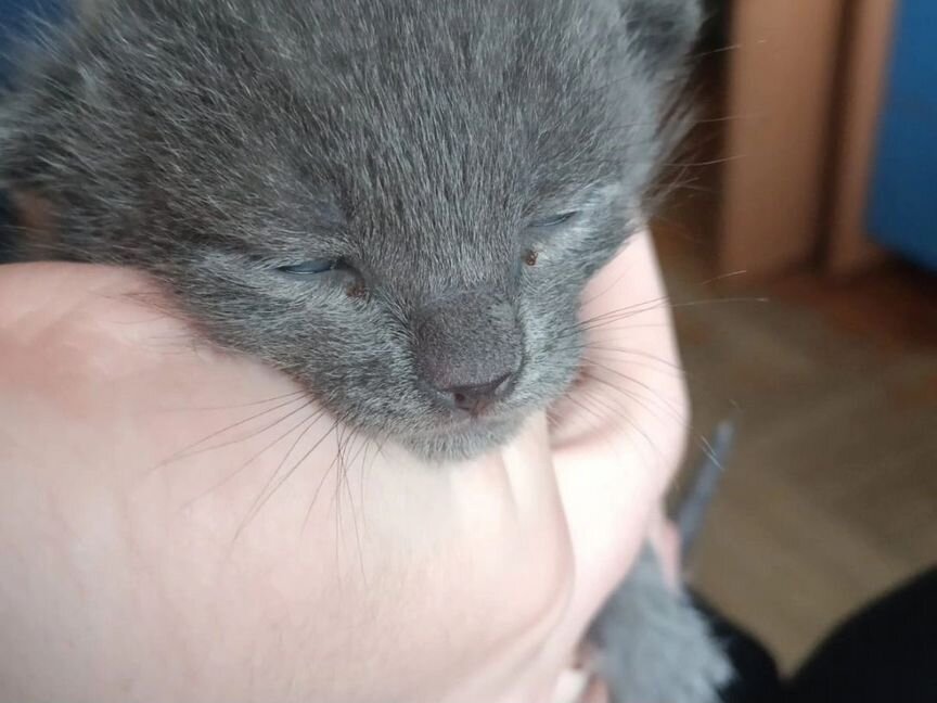Отдаю котят за корм кошке