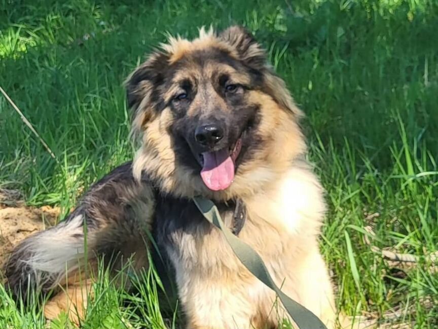 Собака в добрые руки