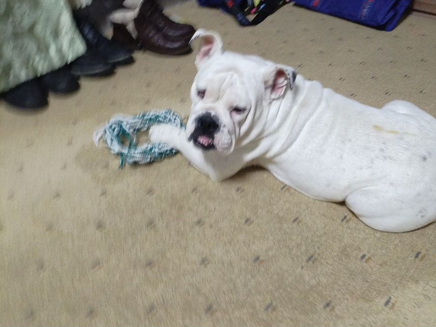 Английский бульдог в добрые руки