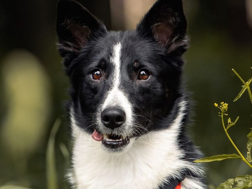 Собака в добрые руки