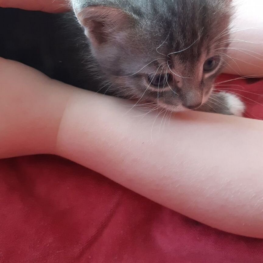 Отдадим в хорошие руки котёнка