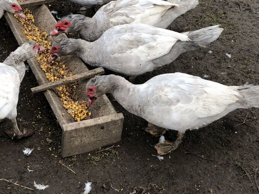 Селезни и утки мускусы