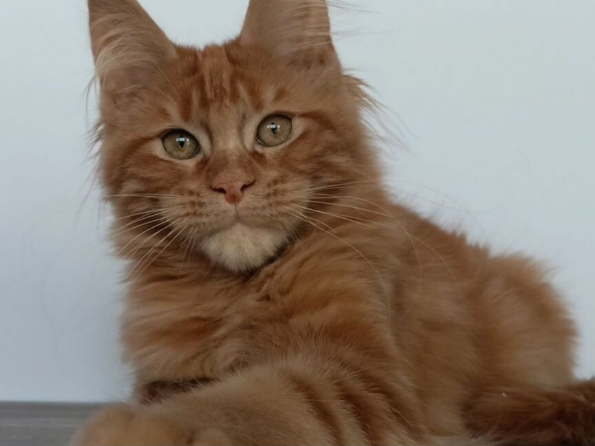 Мейн-кун котик