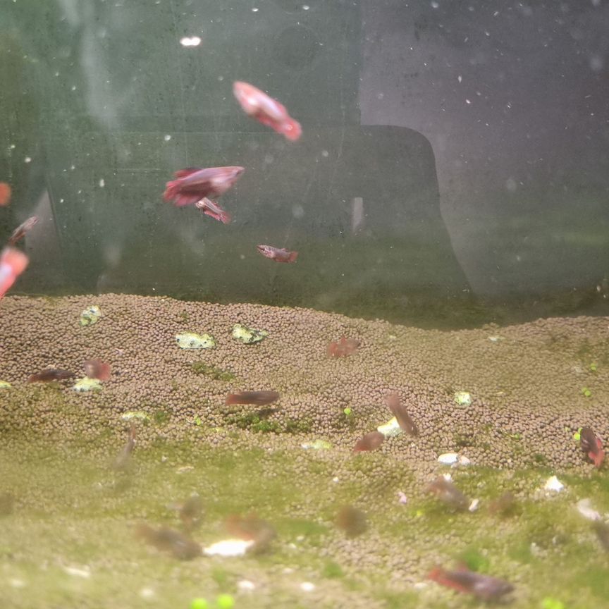 Мальки рыбки петушка 1 - 2 см супер дельта