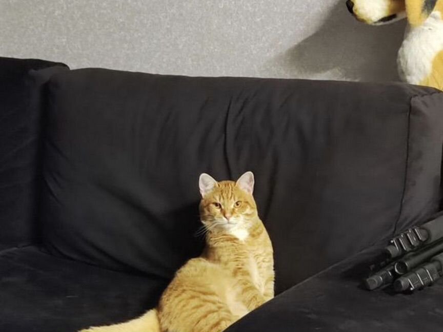 Домашние коты и кошки с улицы