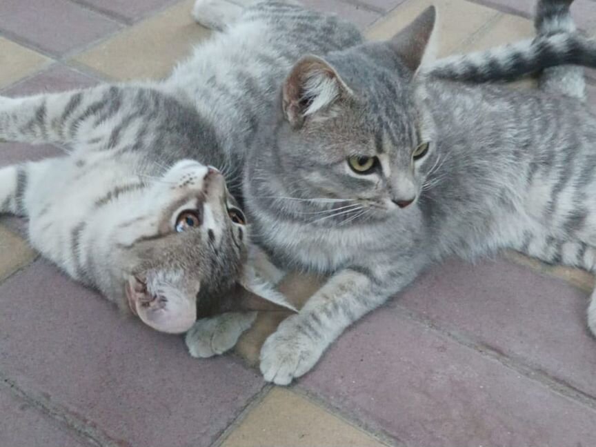 Котики в поисках доброго человека