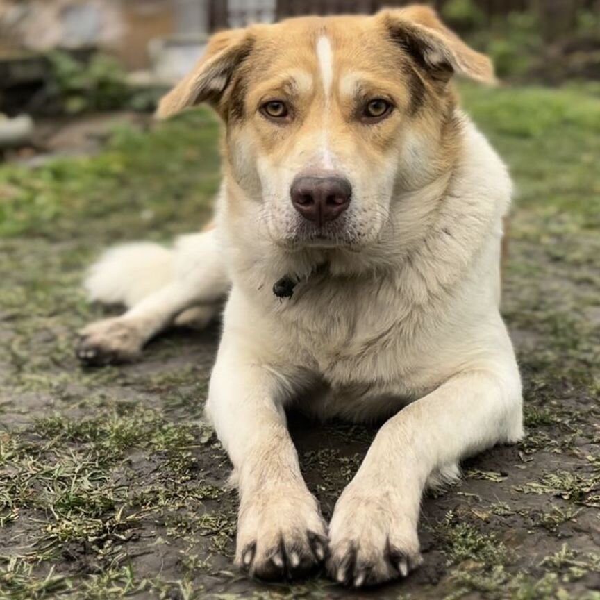 Взрослый пёс в добрые руки